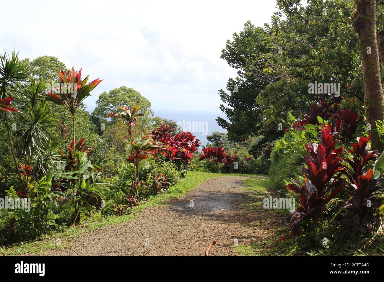 A large path leading through a variety of tropical tress in an ...