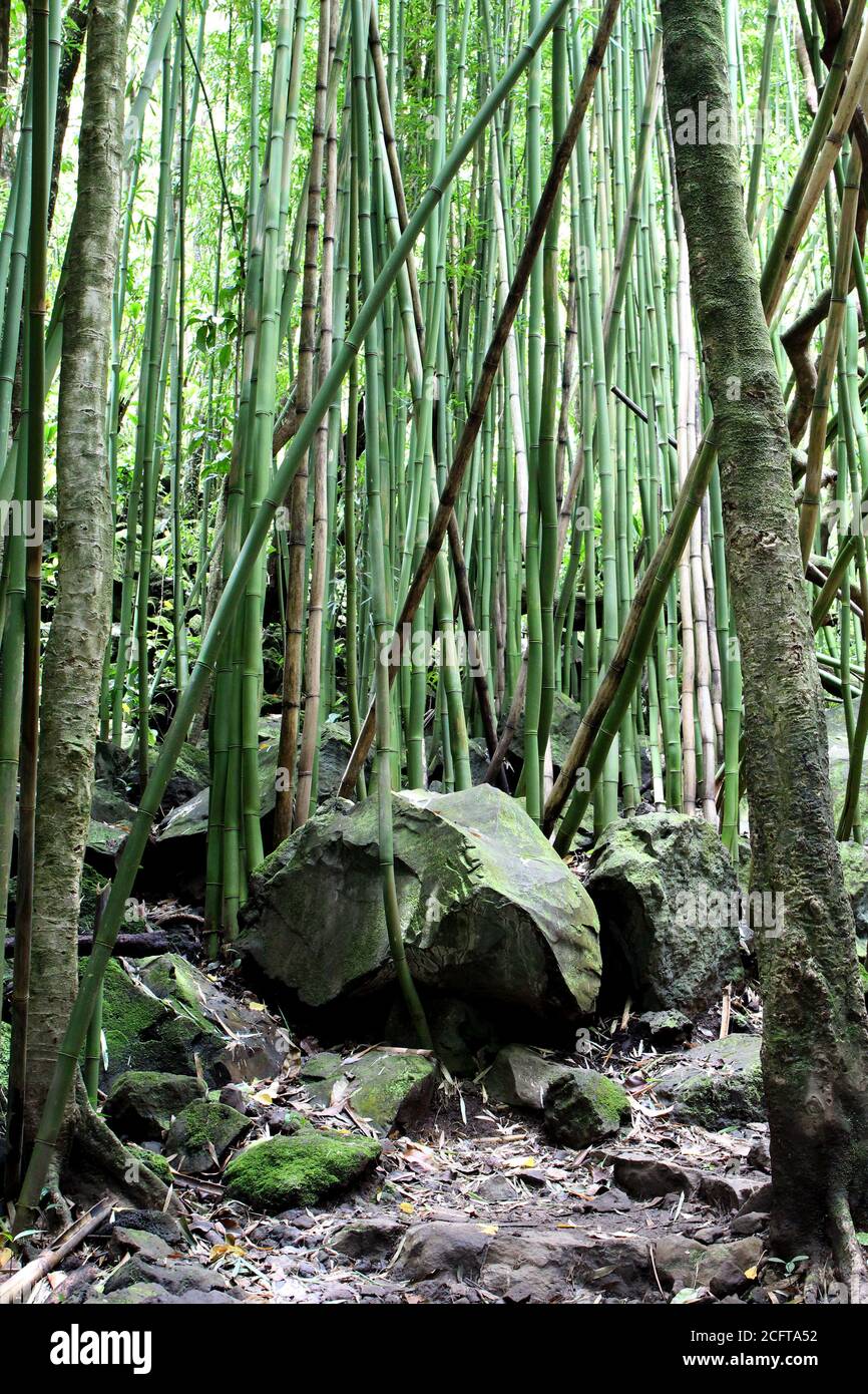 Moss covered rocks in a bamboo forest on the Pipiwai Trail in Haleakala ...