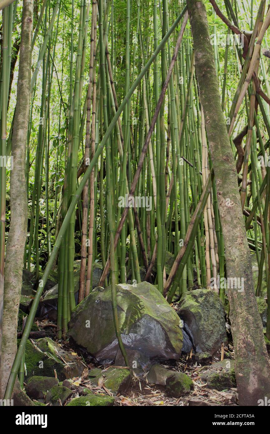 Moss covered rocks in a bamboo forest on the Pipiwai Trail in Haleakala ...