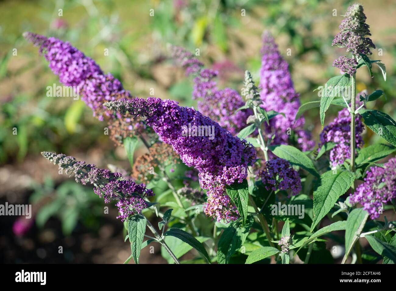 Buddleja flowers in the summer shot in the national collection in ...