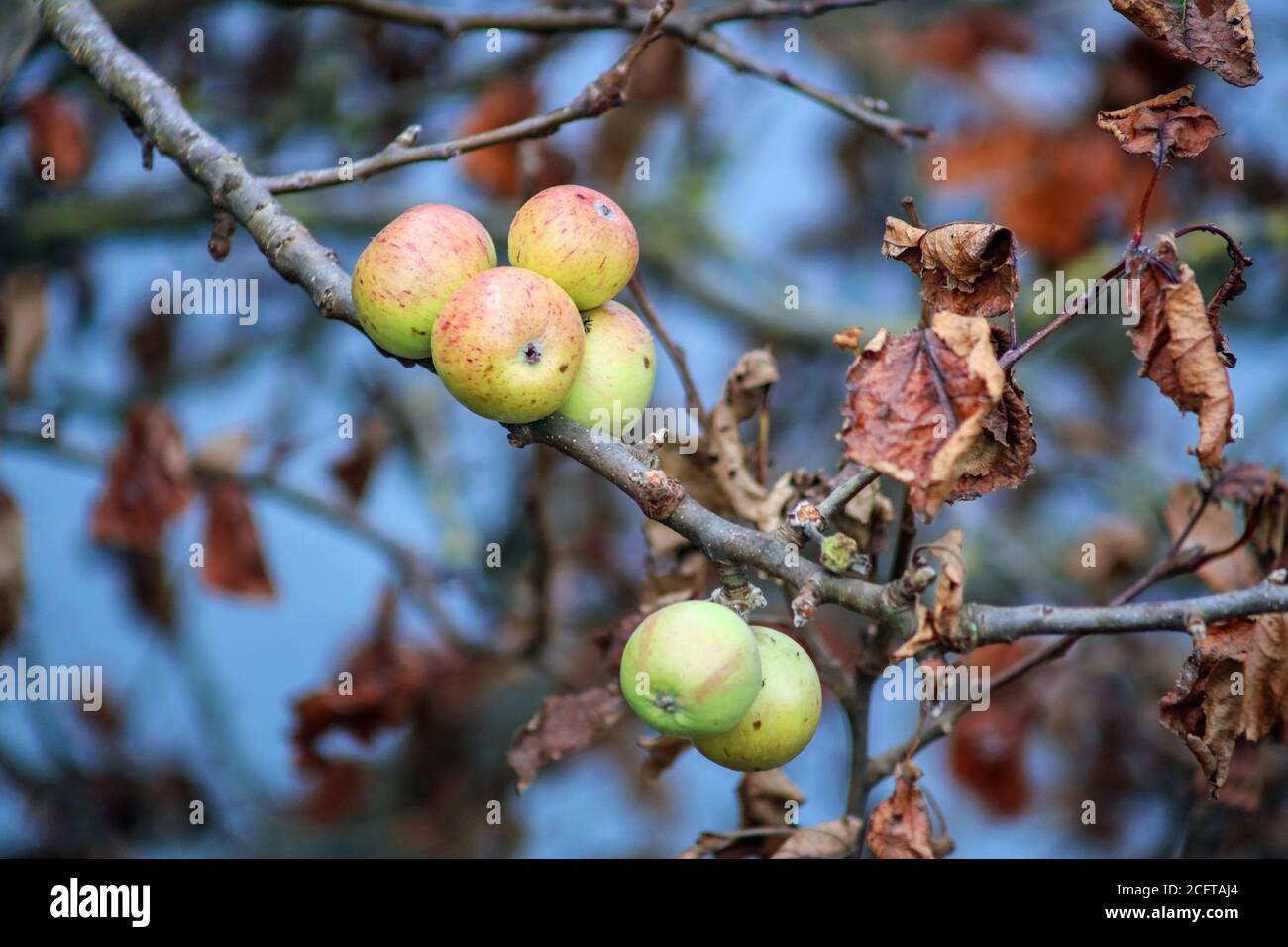 Autumn walkers plymouth hi-res stock photography and images - Alamy
