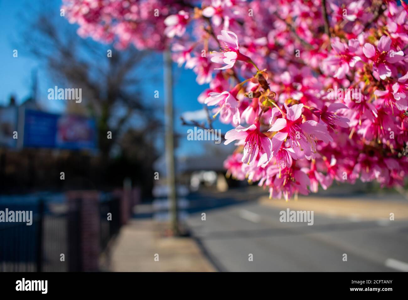 A Pink Cherry Blossom Tree Branch on a Suburban Street Stock Photo - Alamy
