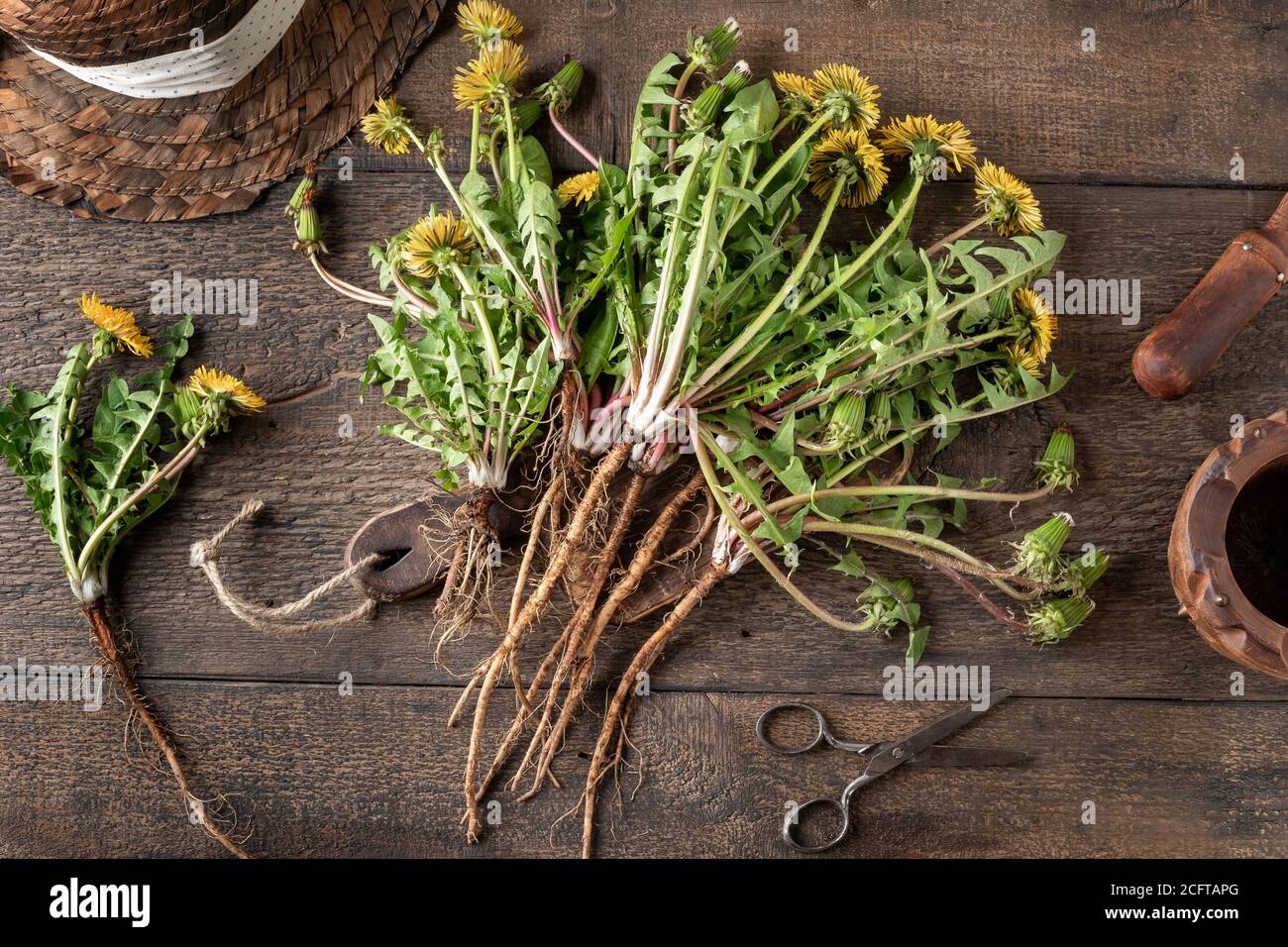 Whole dandelion plants with roots on a table, top view Stock Photo - Alamy