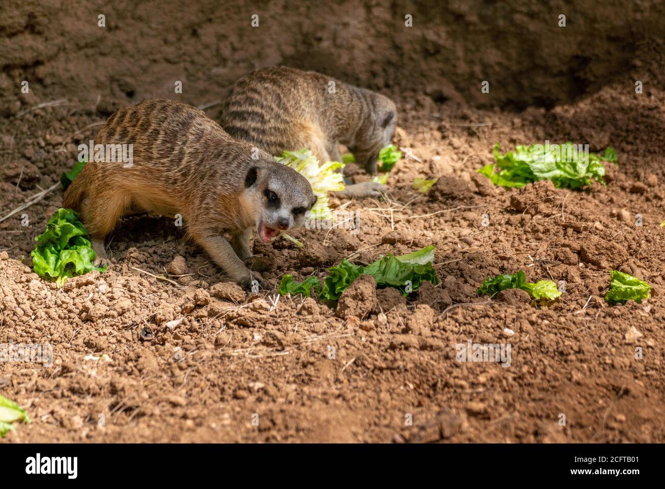 Tallsest hi-res stock photography and images - Alamy