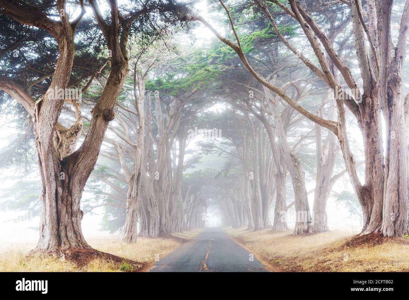 Misty forest pathway surrounded hi-res stock photography and images - Alamy