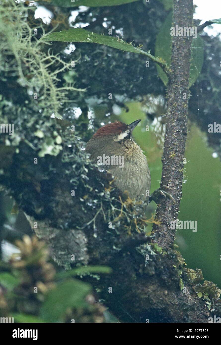 Pallid spinetail hi-res stock photography and images - Alamy