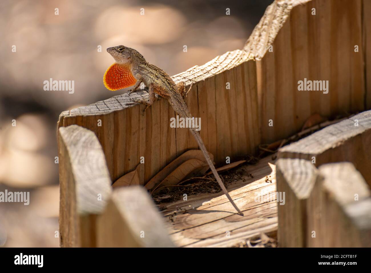 Close Up view of Small Lizard with Large Red Pouch inflatted in the sun ...