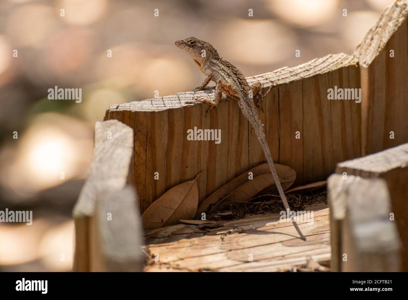 Standing day gecko hi-res stock photography and images - Alamy
