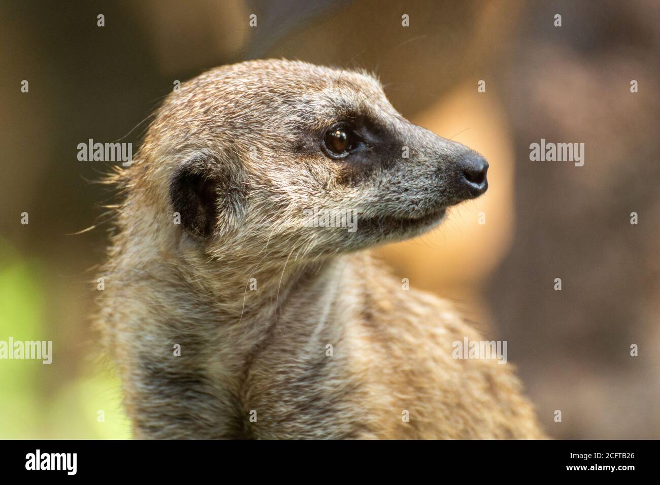 Long tapering tail hi-res stock photography and images - Alamy