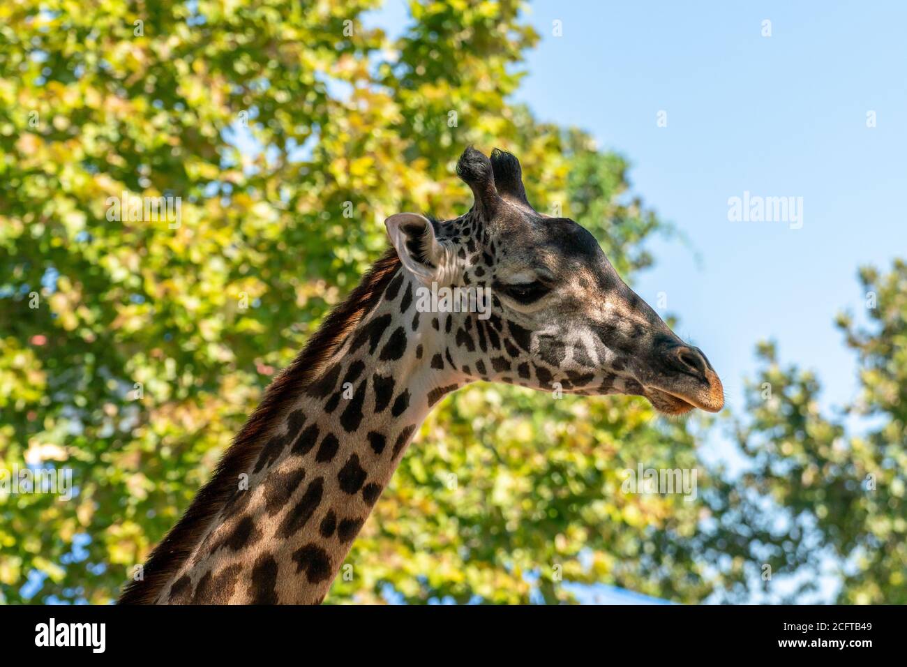 Giraffe with purple tongue hi-res stock photography and images - Alamy