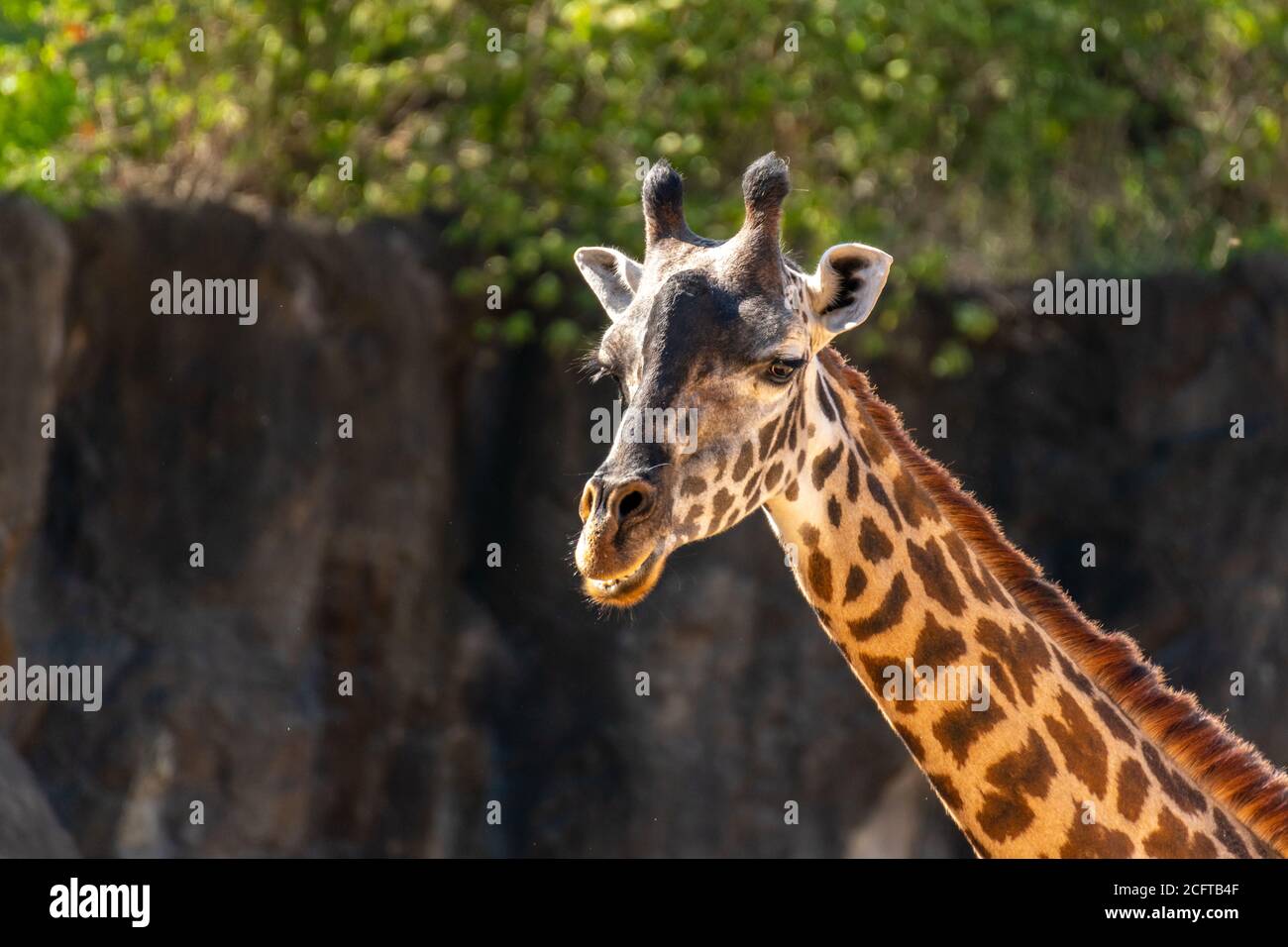 Giraffe with purple tongue hi-res stock photography and images - Alamy