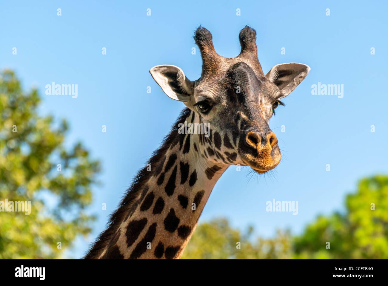 Giraffe with purple tongue hi-res stock photography and images - Alamy