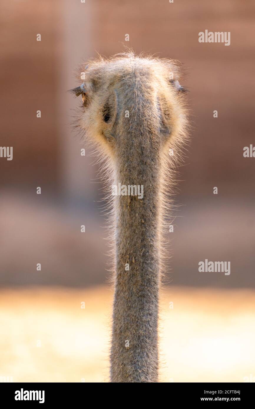 Rear View of the Ostrich Head in a Summer Day Stock Photo - Alamy