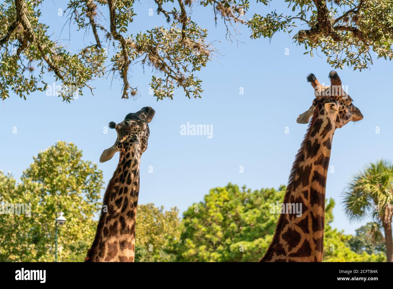 Giraffe with purple tongue hi-res stock photography and images - Alamy