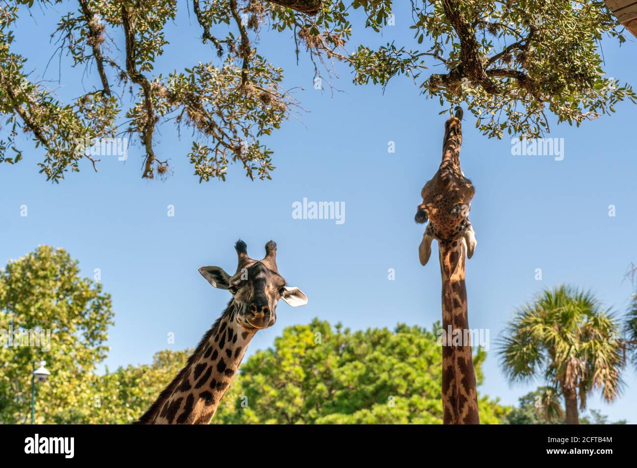 Giraffe with purple tongue hi-res stock photography and images - Alamy