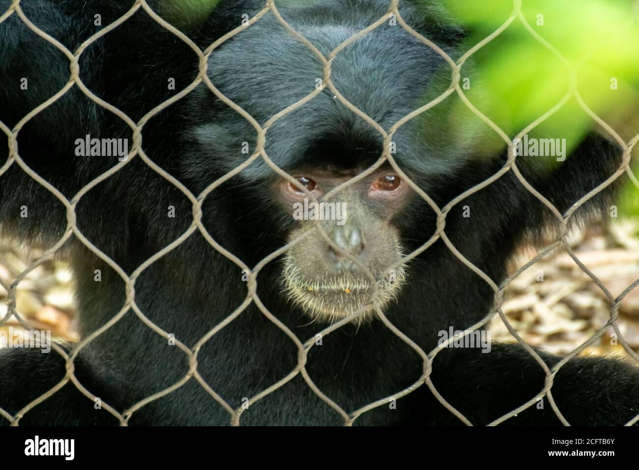 Monkey Looking through Fence with intense look during the daytime Stock ...