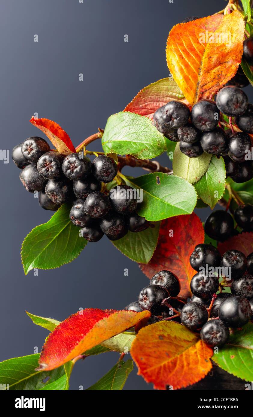 Black chokeberry (aronia melanocarpa) with leaves on a dark background ...