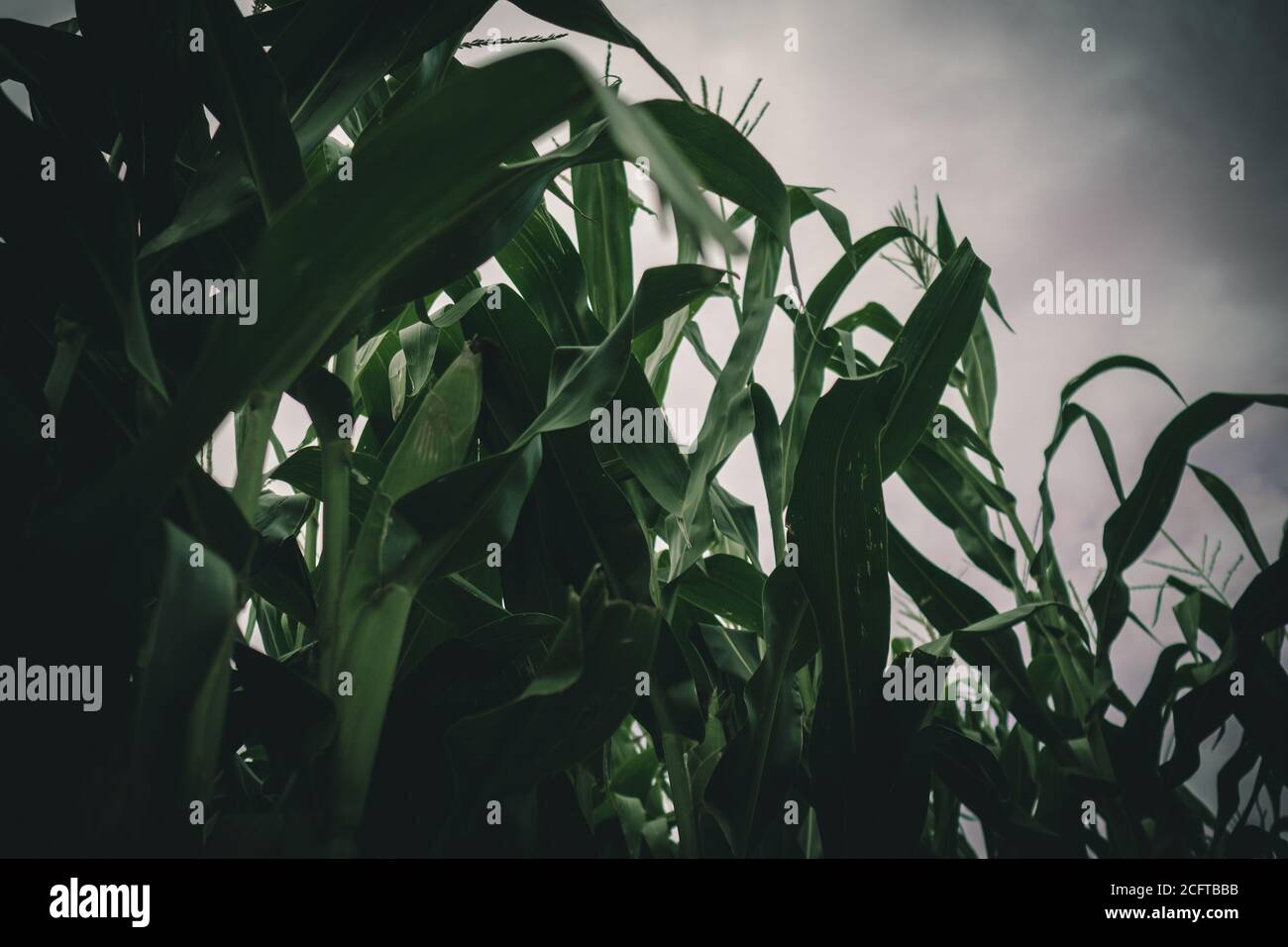 Maze corn color hi-res stock photography and images - Alamy