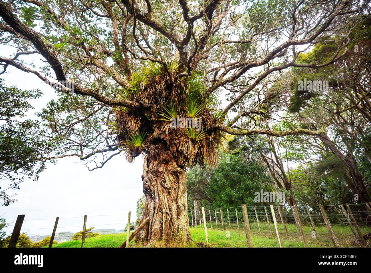 Unusual Big tree in New Zealand. Wanderlust concept Stock Photo - Alamy