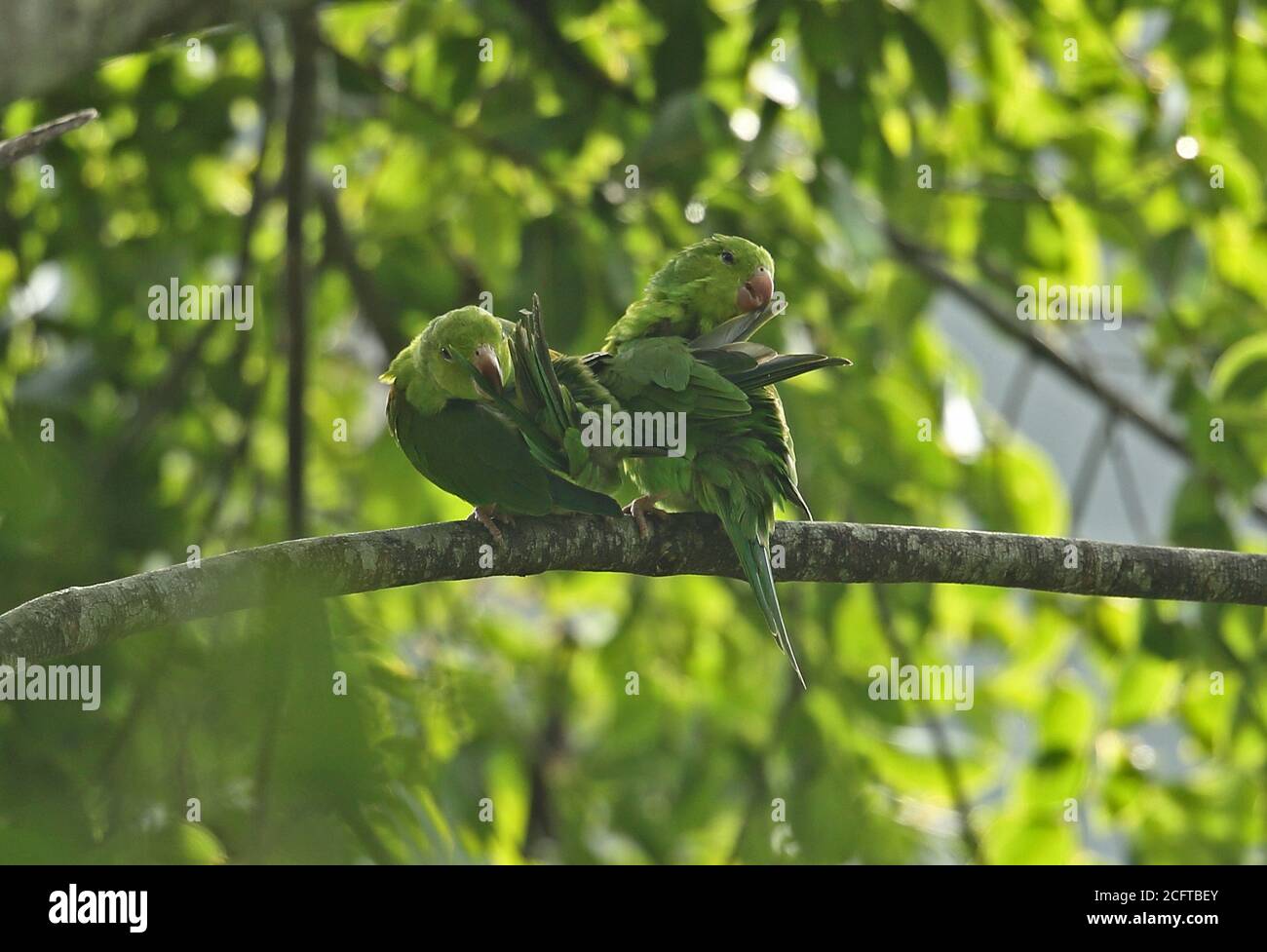 Parakeet preening hi-res stock photography and images - Alamy