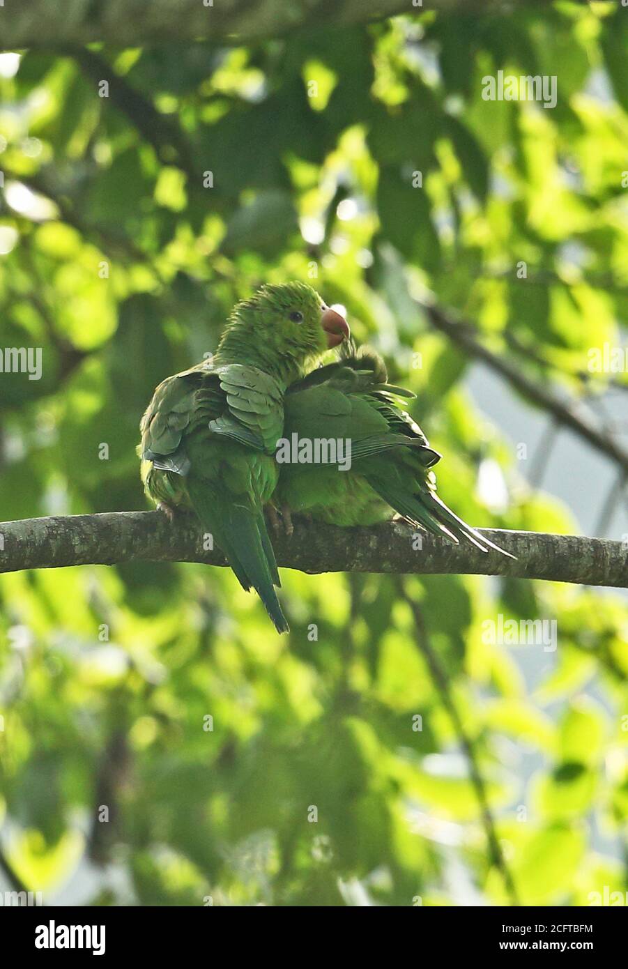 Plain Parakeet (Brotogeris tirica) two adults perched on branch mutual ...
