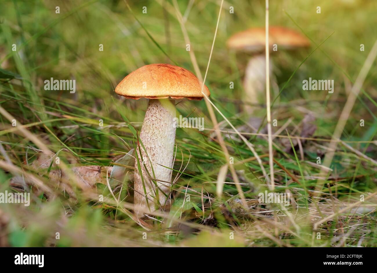 Two small Red-capped scaber stalk bolete Leccinum aurantiacum growing ...