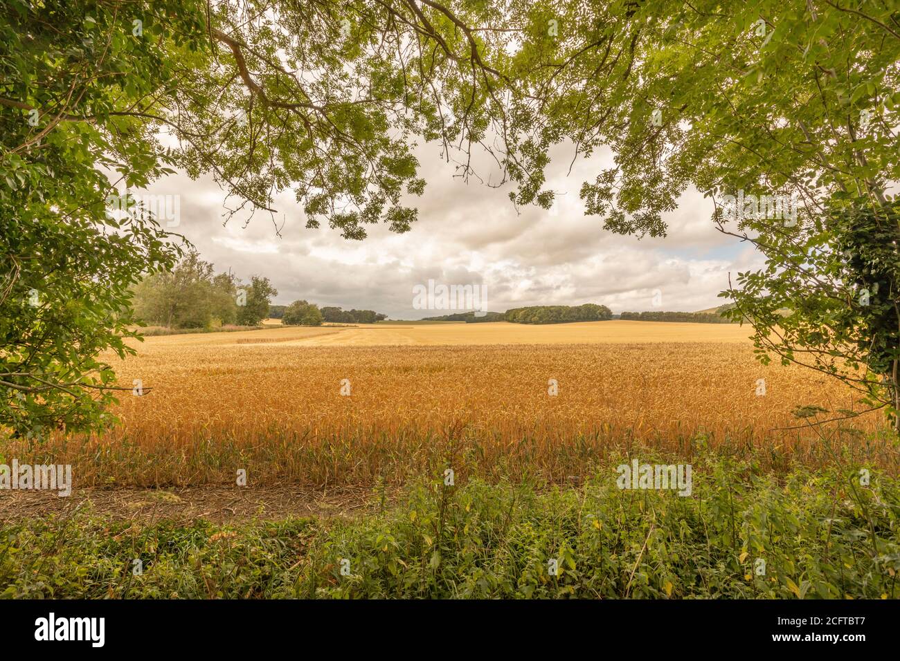 Field in kent hi-res stock photography and images - Alamy