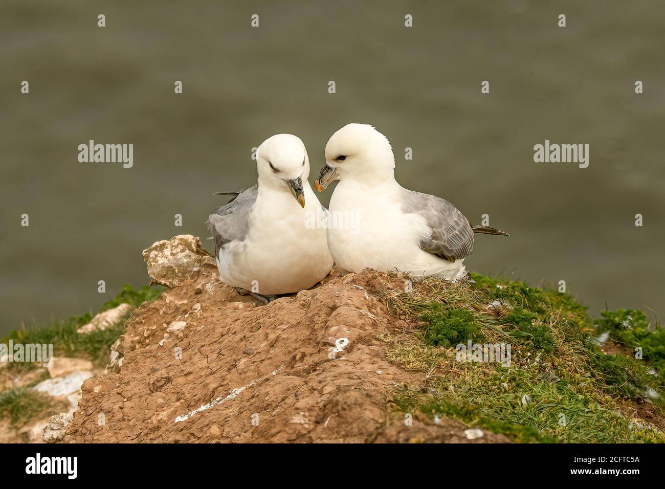 Mating seabirds hi-res stock photography and images - Alamy