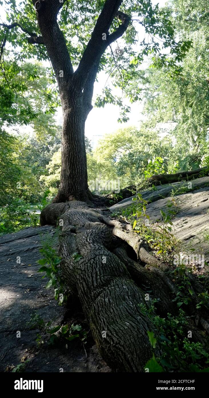 Central Park, New York, USA. This wild birch tree system embraces a ...