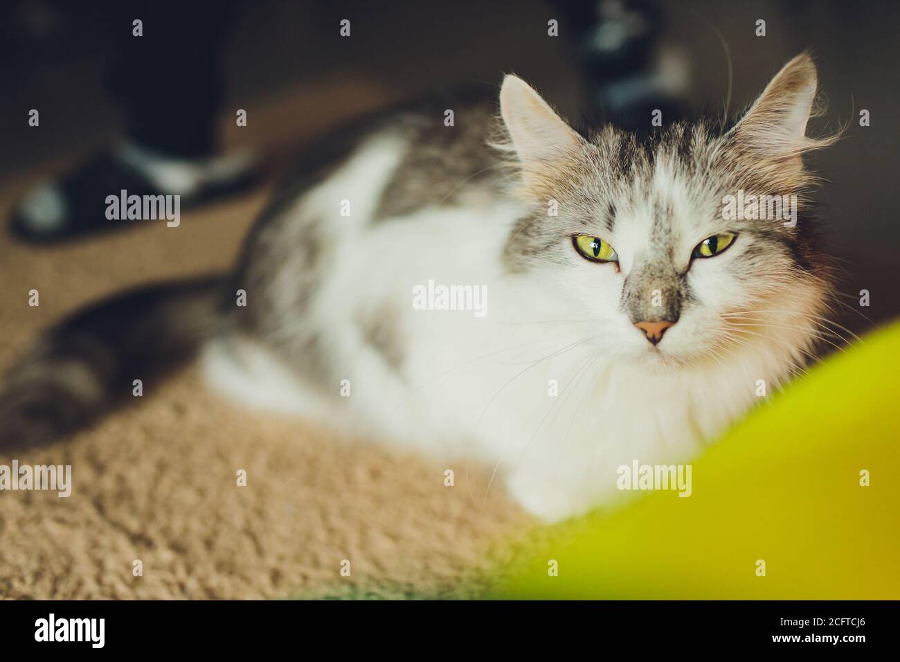Tri color tabby hi-res stock photography and images - Alamy