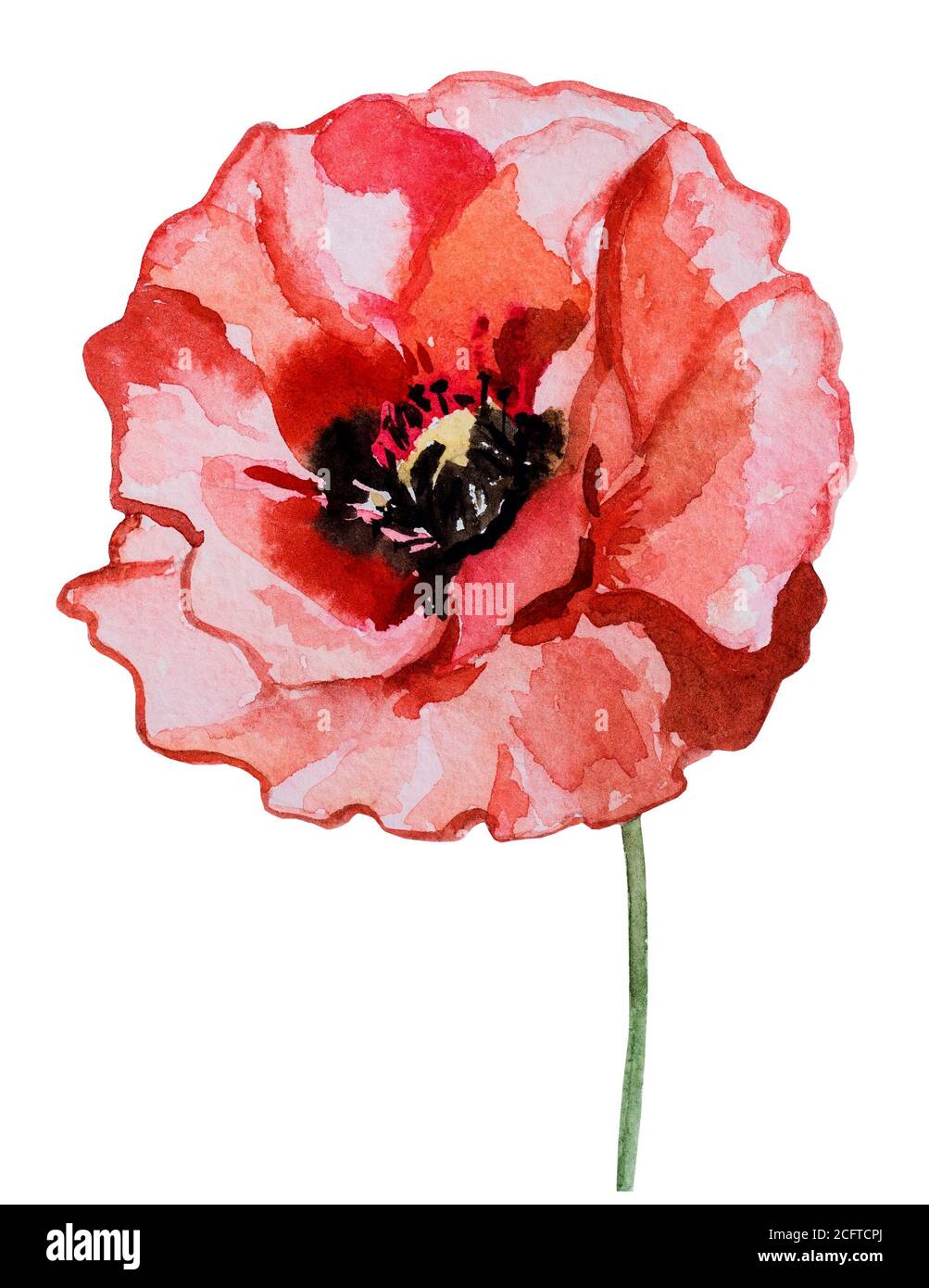 National flower of united kingdom Cut Out Stock Images & Pictures - Alamy