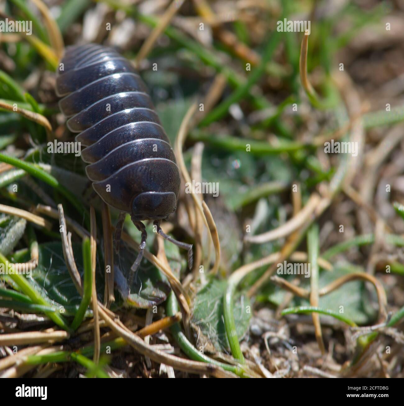 Sowbug hi-res stock photography and images - Alamy