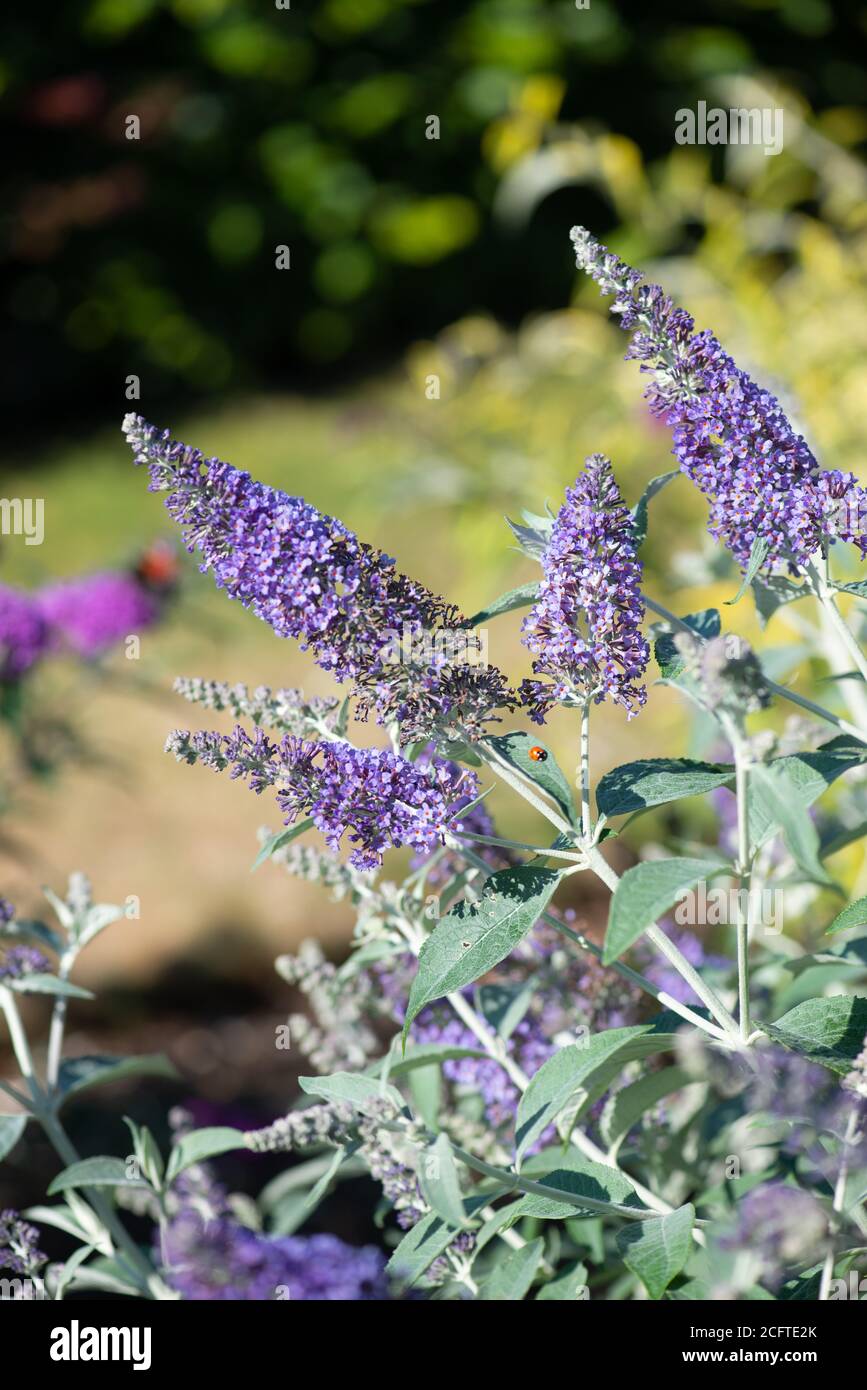 Buddleja flowers in the summer shot in the national collection in ...