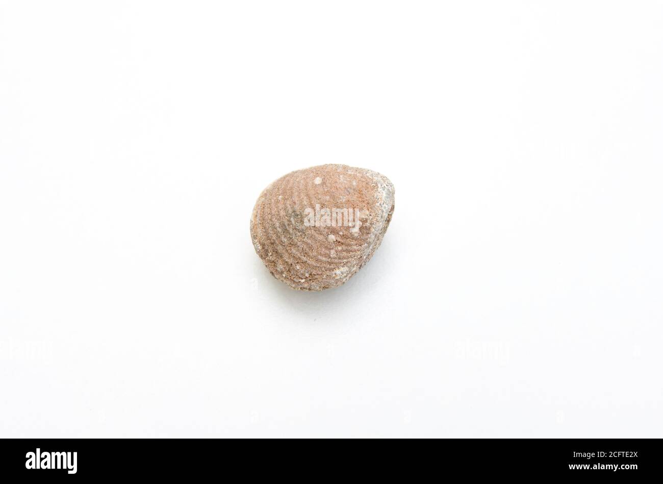 detail of mollusca bivalvia fossil isolated over white background Stock ...