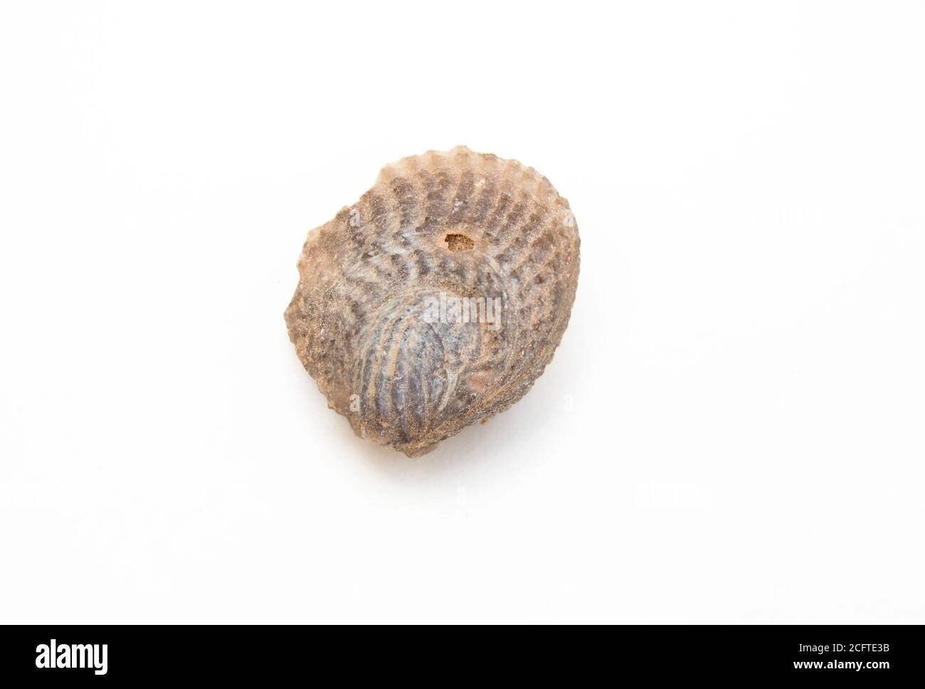 detail of mollusca bivalvia fossil isolated over white background Stock ...