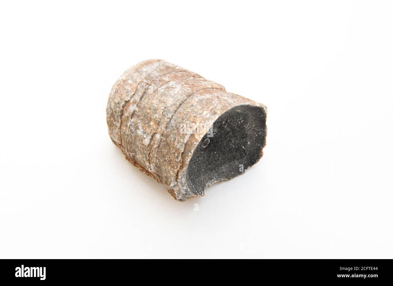 detail of mollusca cephalopoda fossil isolated over white background ...