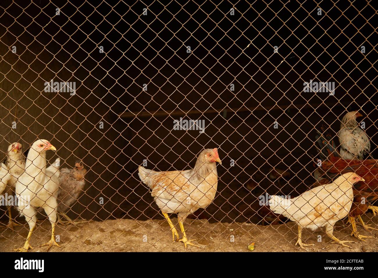 light-colored hens in a chicken coop behind bars Stock Photo - Alamy