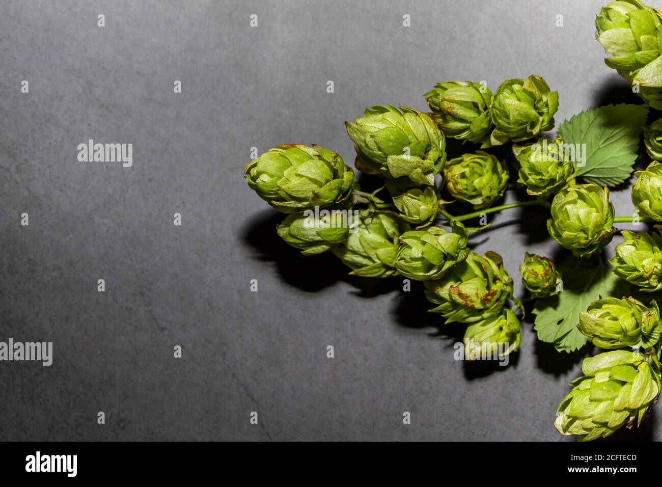Branch of hops on a dark background. Component for making beer Stock ...