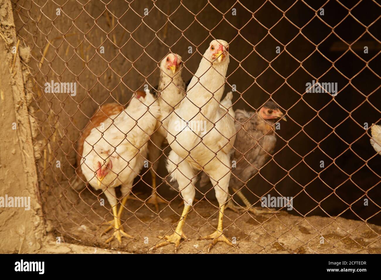 light-colored hens in a chicken coop behind bars Stock Photo - Alamy