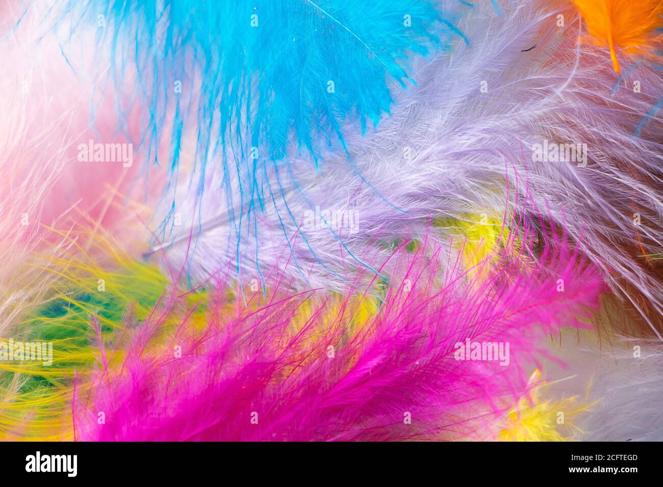 multi coloured feathers