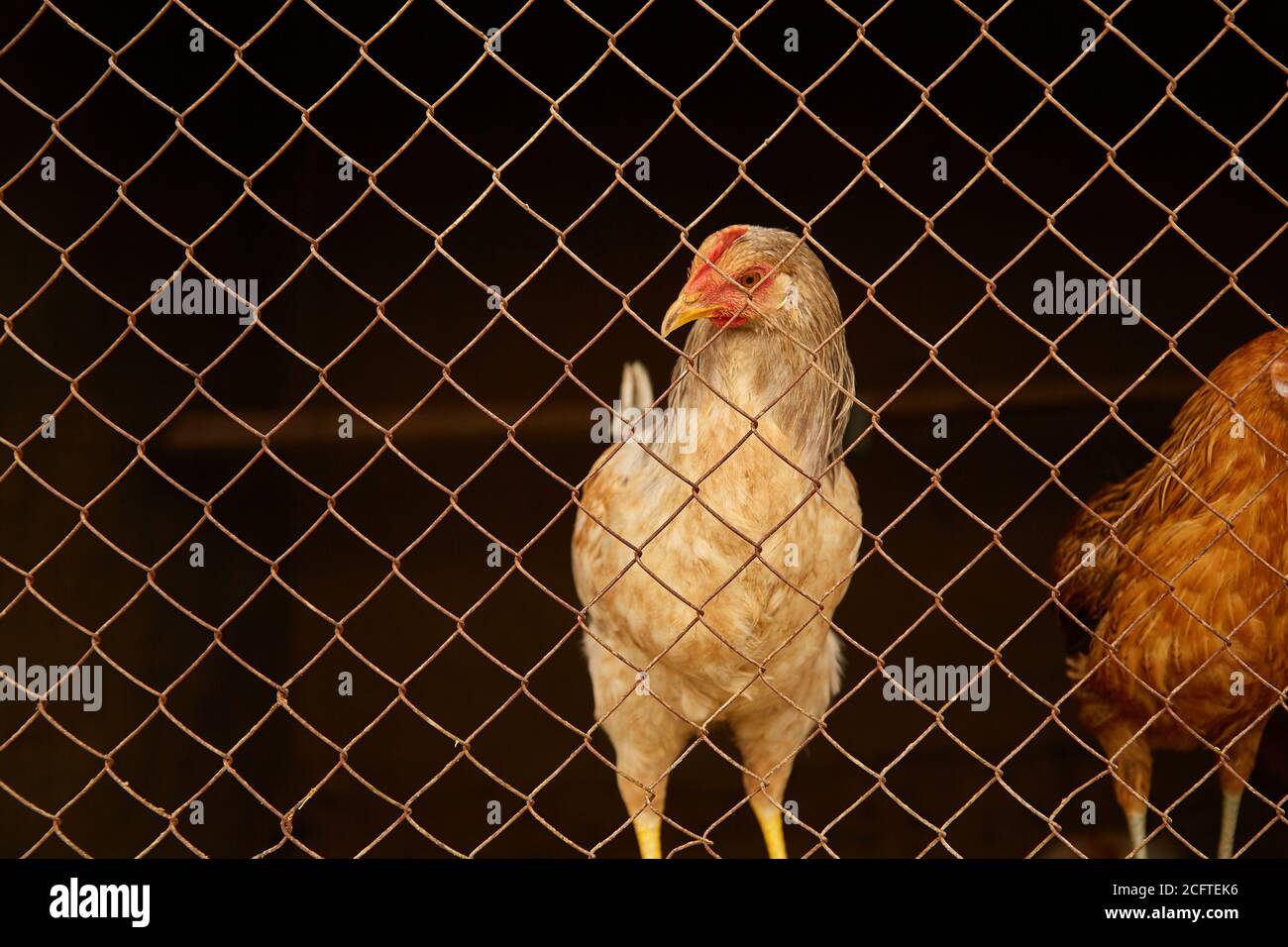light-colored hens in a chicken coop behind bars Stock Photo - Alamy