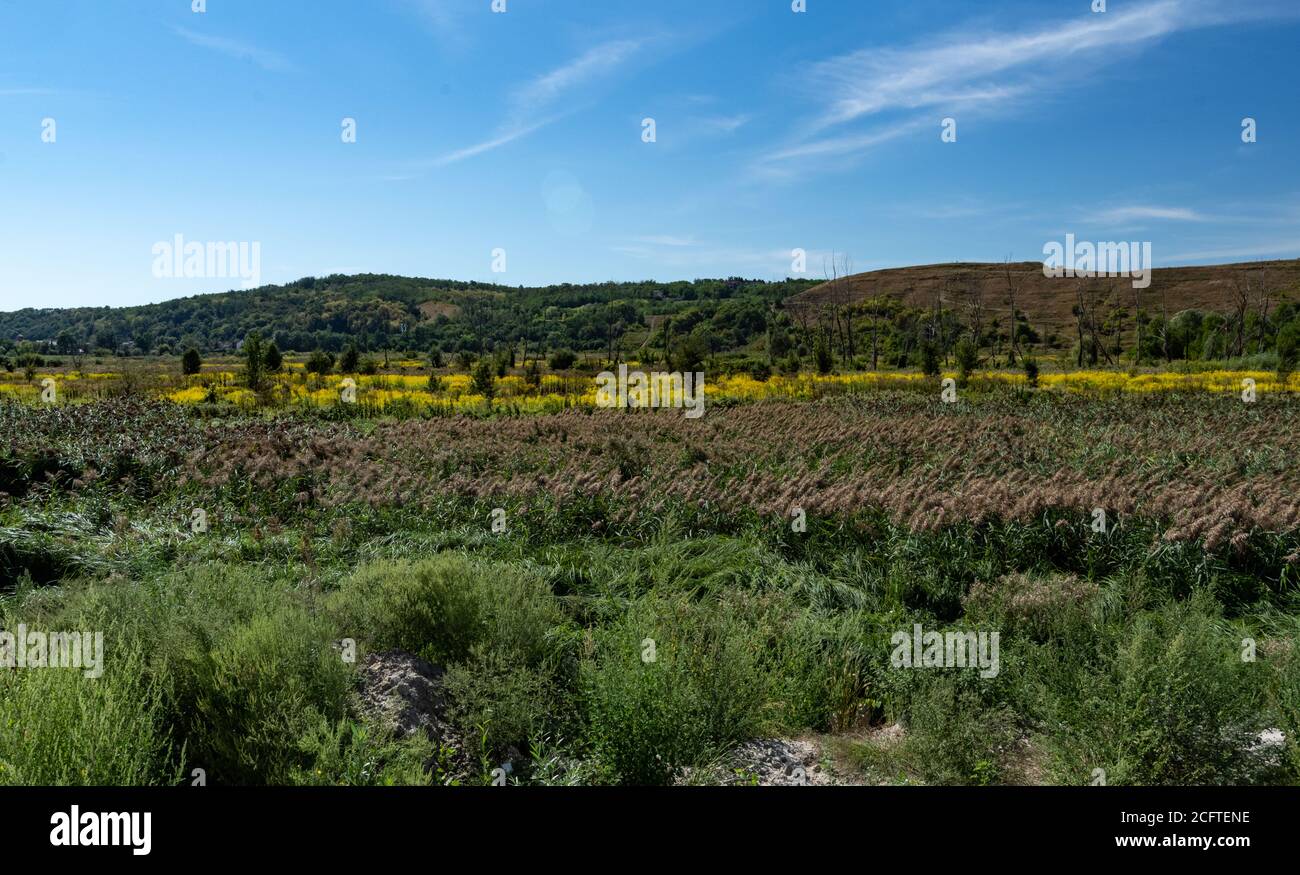Multi-colored field and hills. Field with flowers and grass Stock Photo ...