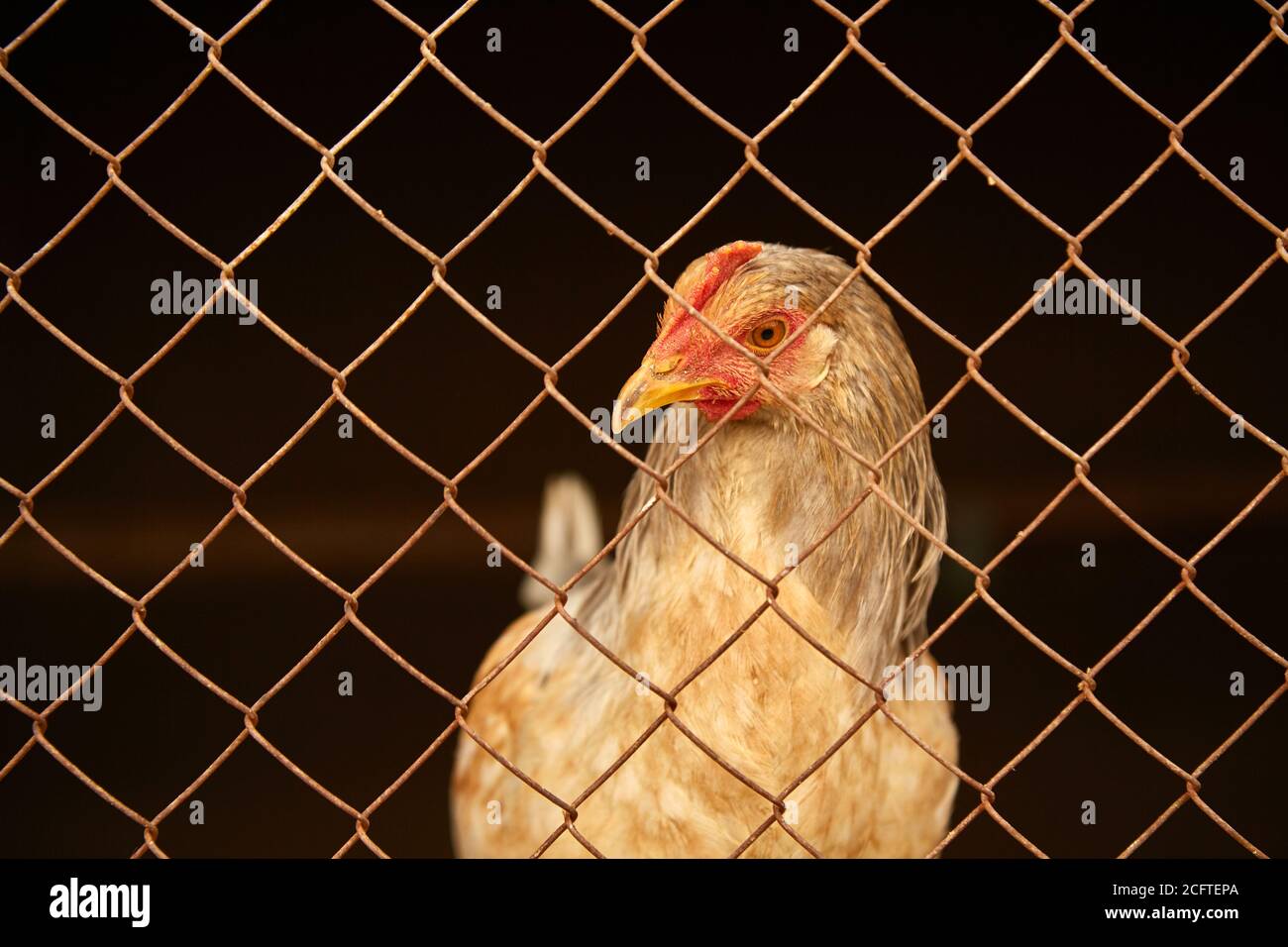 light-colored hens in a chicken coop behind bars Stock Photo - Alamy