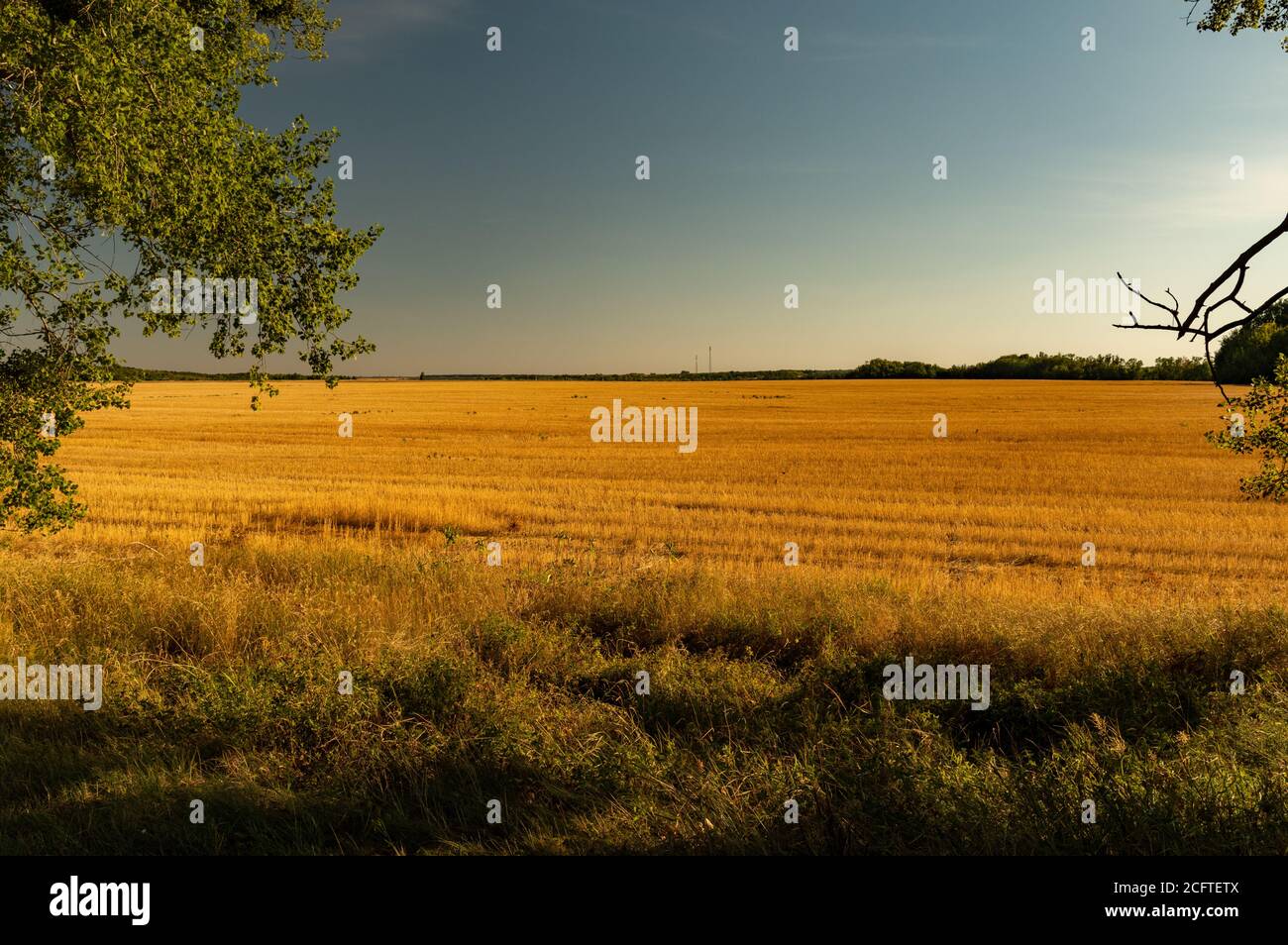 Evening on the harvested field. Field after harvest. Evening on the ...