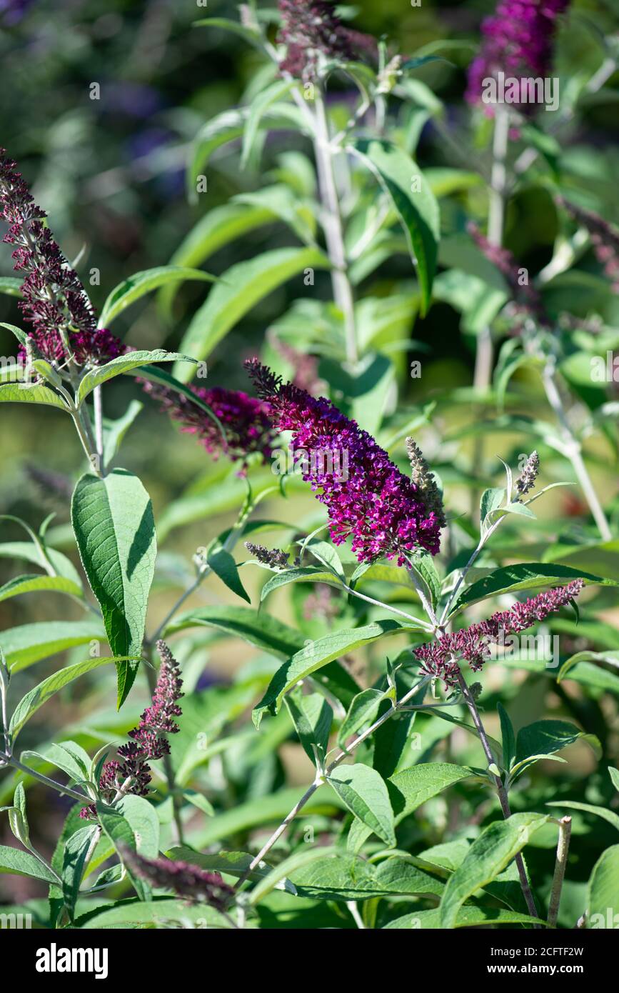 Buddleja flowers in the summer shot in the national collection in ...