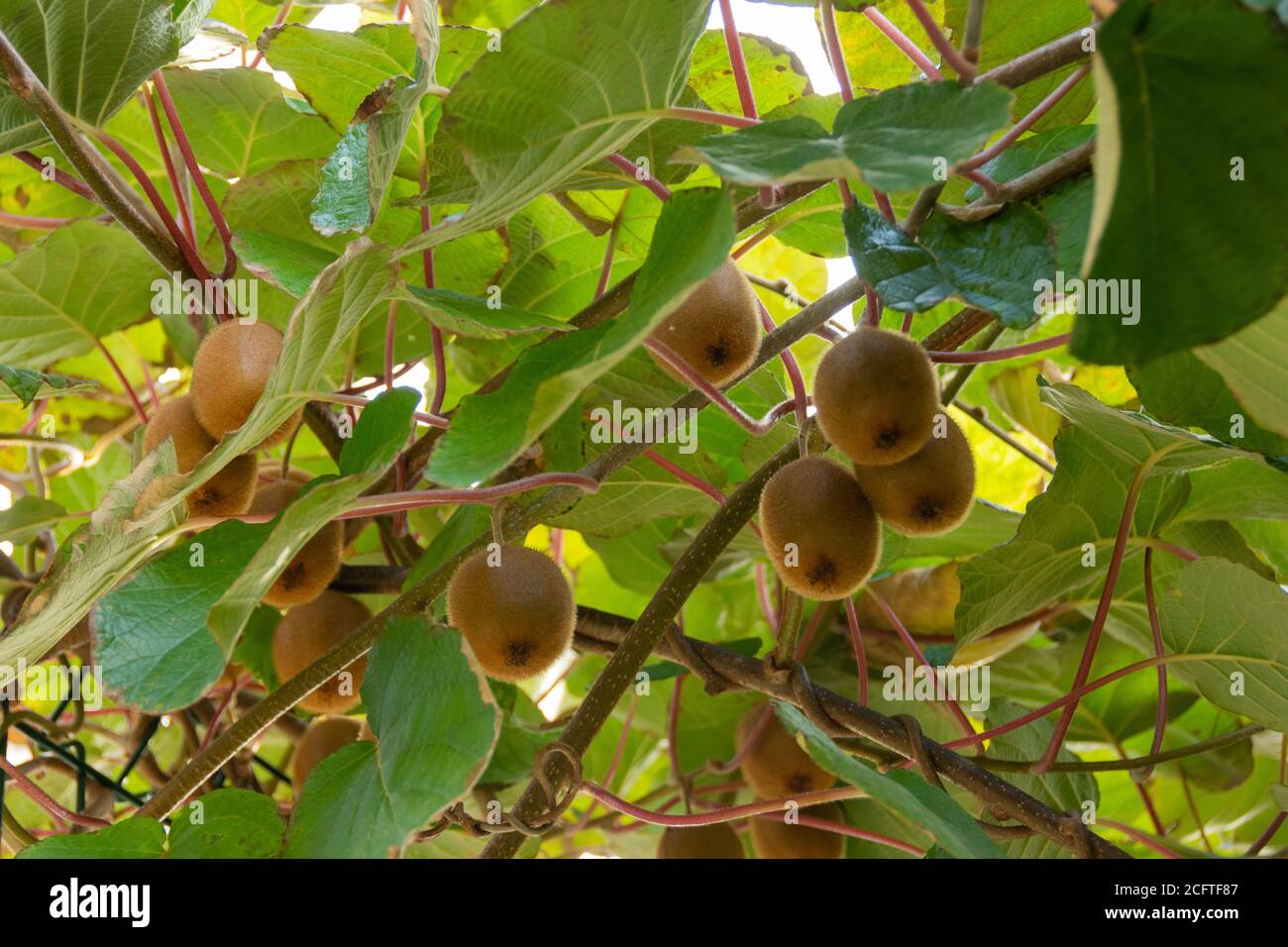 Kiwi fruit on a tree (Actinidia deliciosa) in autumn Stock Photo - Alamy