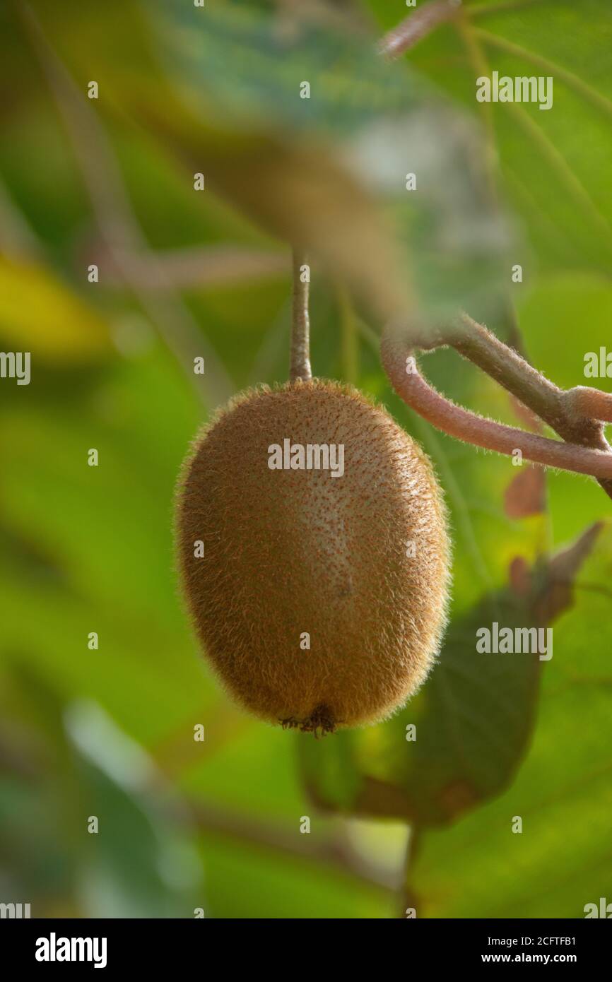 Kiwi fruit tree hi-res stock photography and images - Alamy