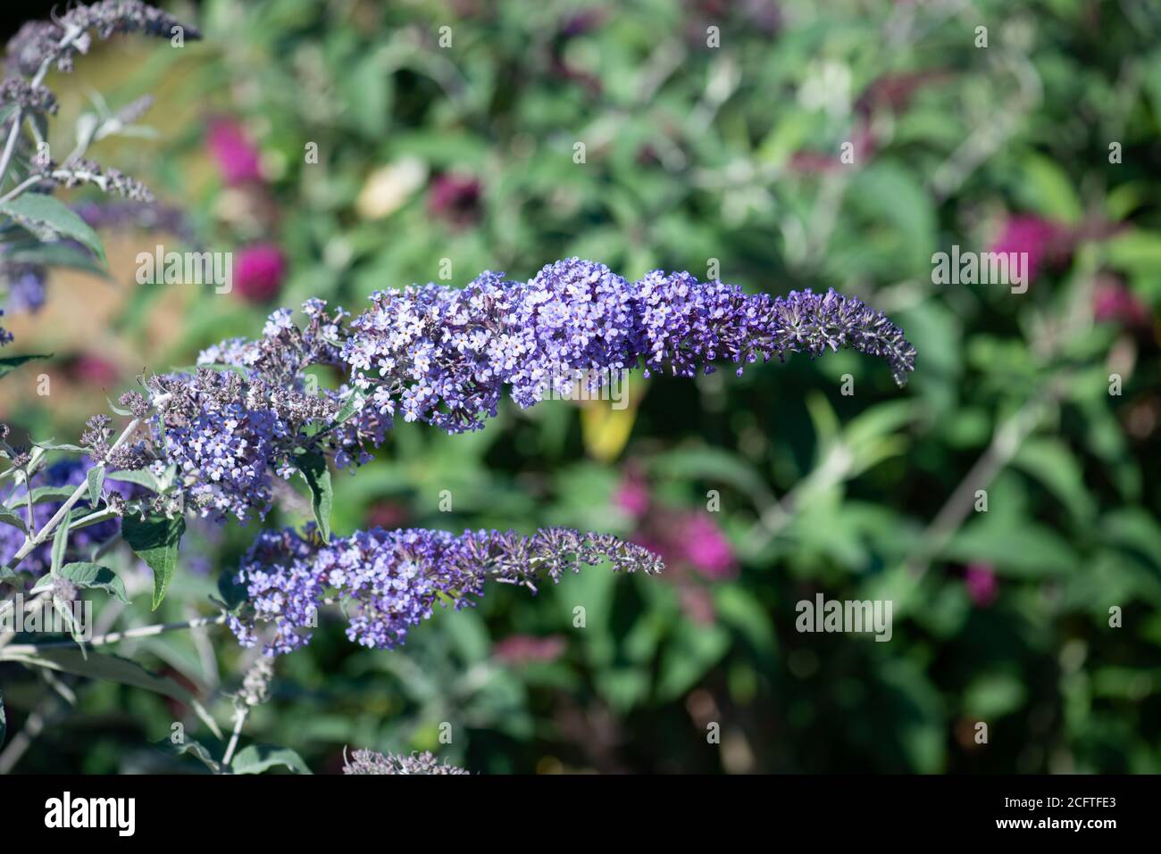 Buddleja flowers in the summer shot in the national collection in ...