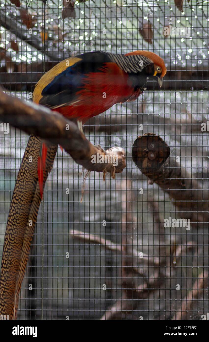 Golden Pheasant bird side view Stock Photo - Alamy