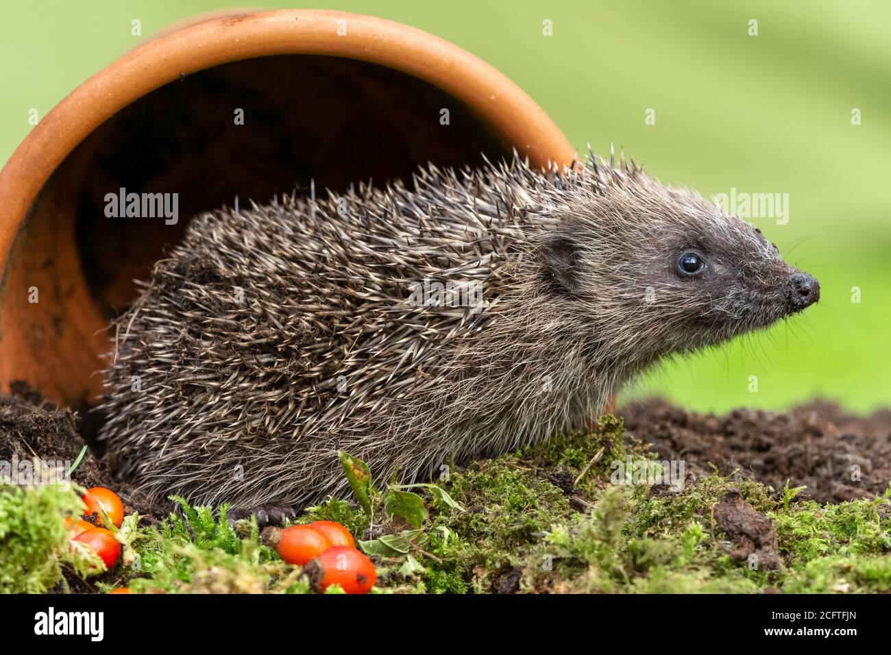 Hedgehog (Scienitific name: Erinaceus Europaeus) Wild, native, European ...